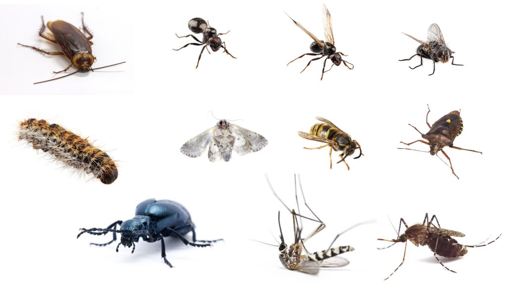 Control de plagas Valencia, Castellón, Alicante y Murcia Empresa Trakta.